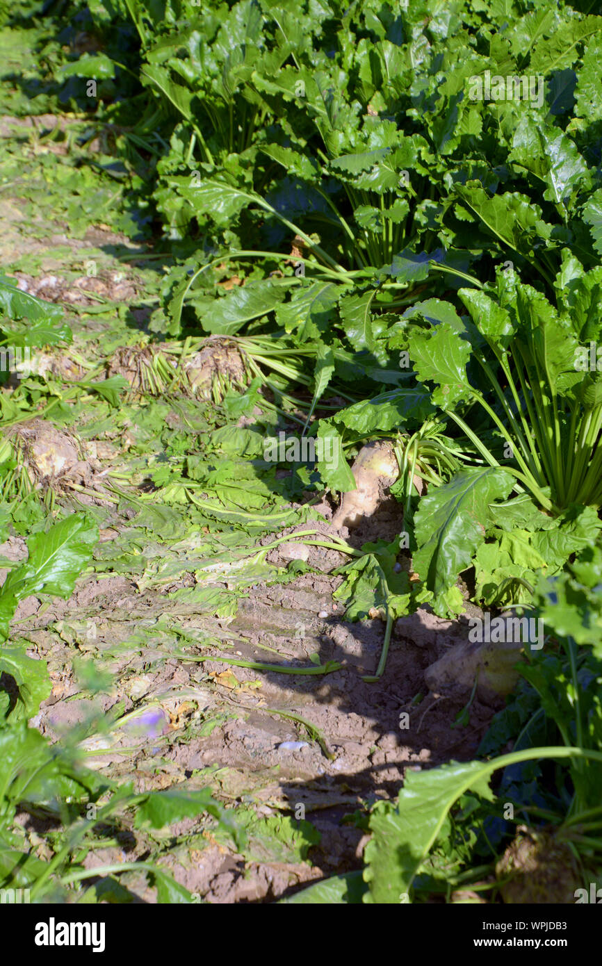 Mangold Feld Stockfotos und -bilder Kaufen - Alamy