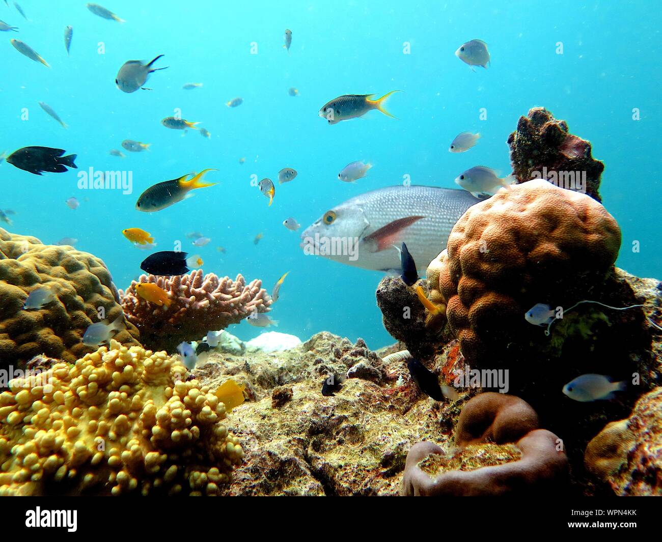 Great Barrier Reef Underwater Colour Stockfotos und -bilder Kaufen - Alamy