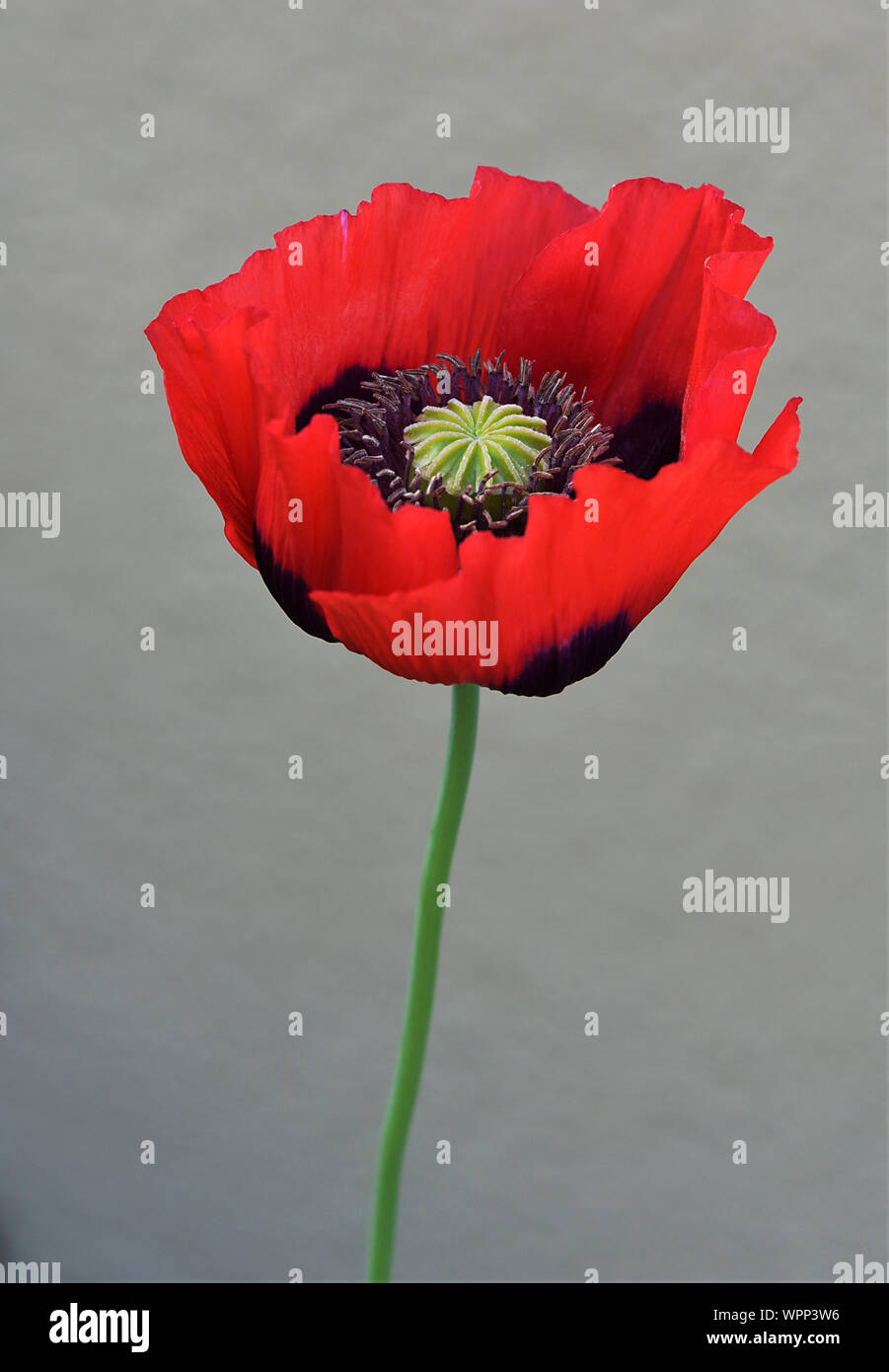 Nah oben mohn rot schlafmohn bulk samen papaver somniferum -Fotos und ...