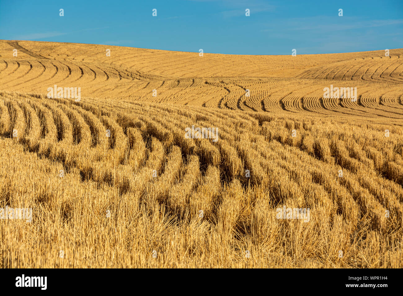 Weizenfeld Ernte Stockfotos und -bilder Kaufen - Alamy