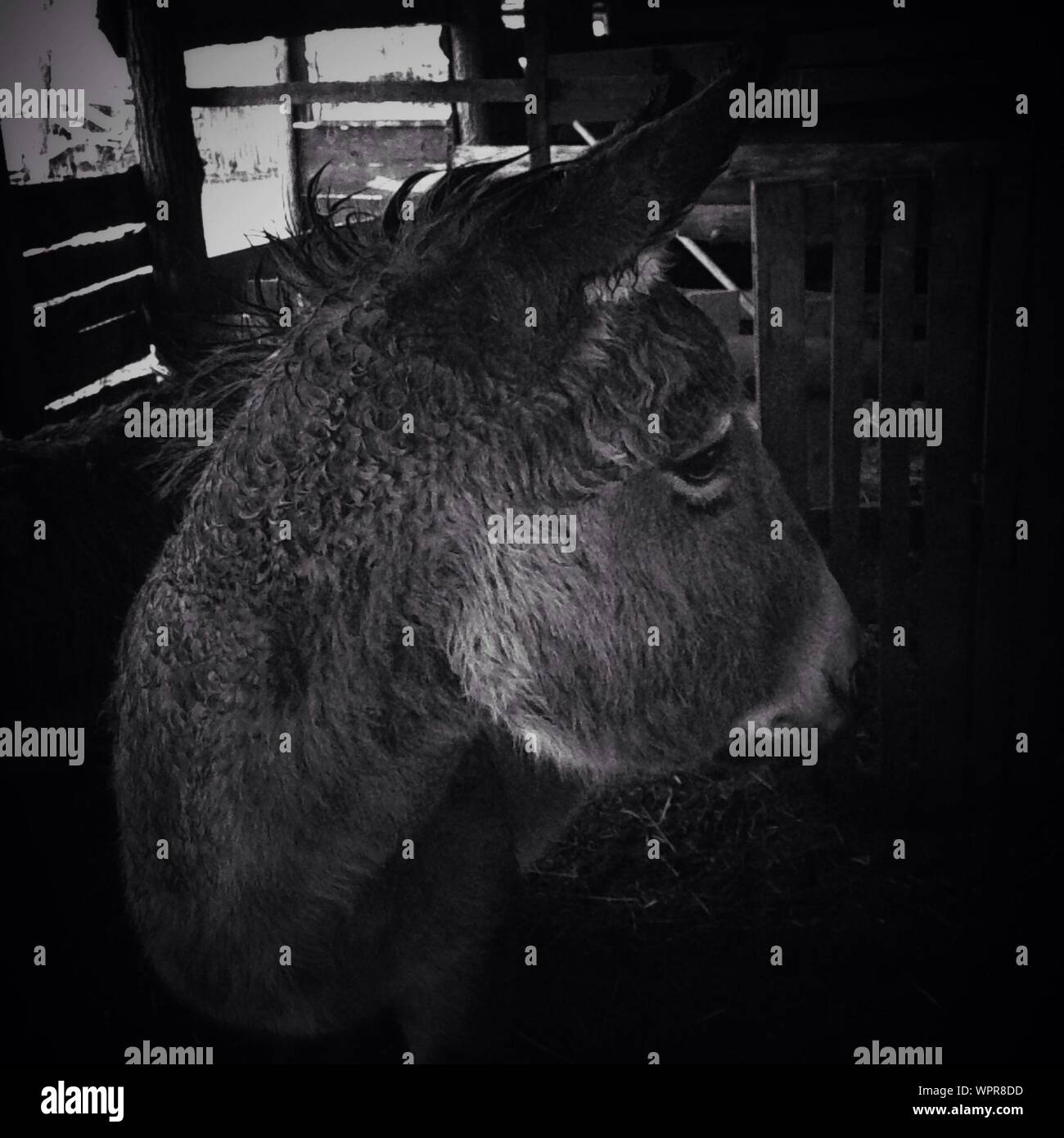 Esel bei stall -Fotos und -Bildmaterial in hoher Auflösung – Alamy