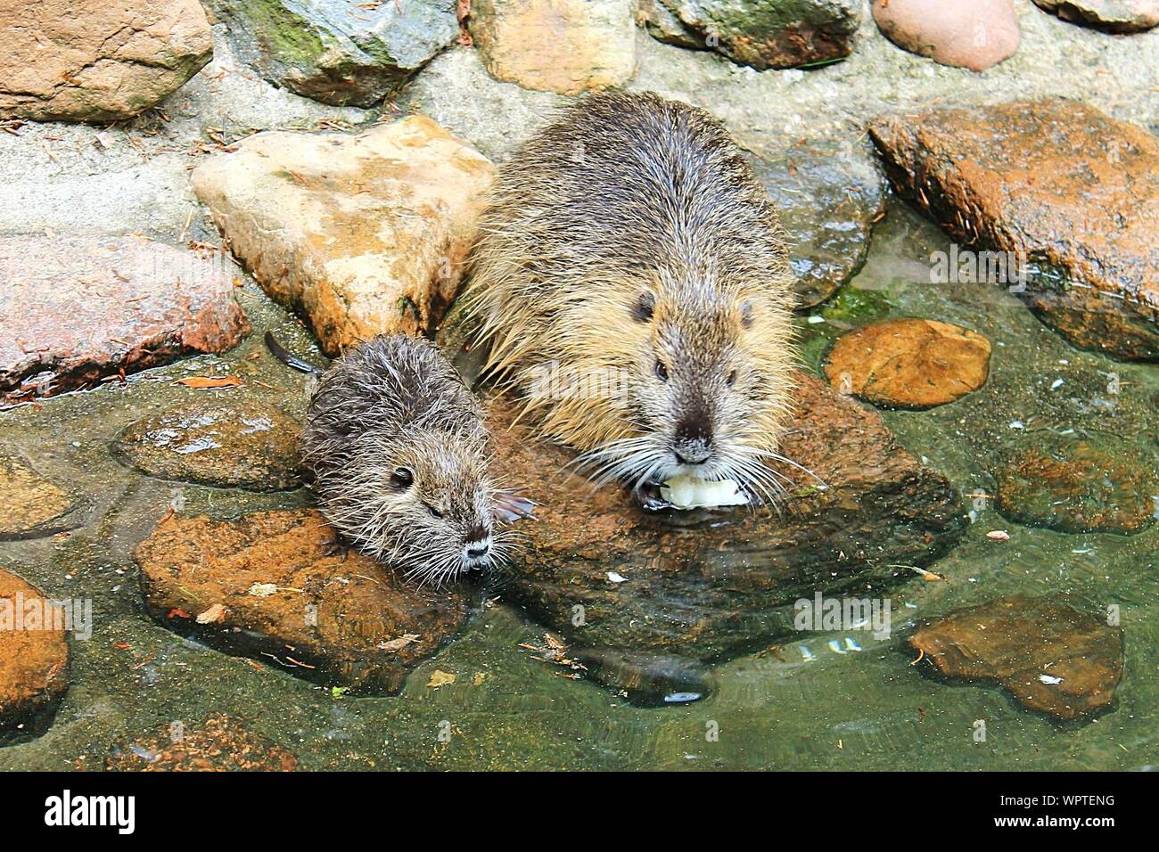 Familie Von Ratten Stockfotos und -bilder Kaufen - Alamy
