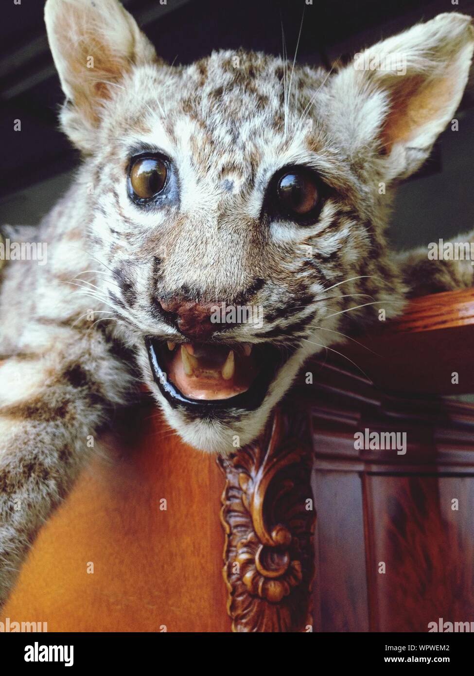 Tote katze -Fotos und -Bildmaterial in hoher Auflösung – Alamy