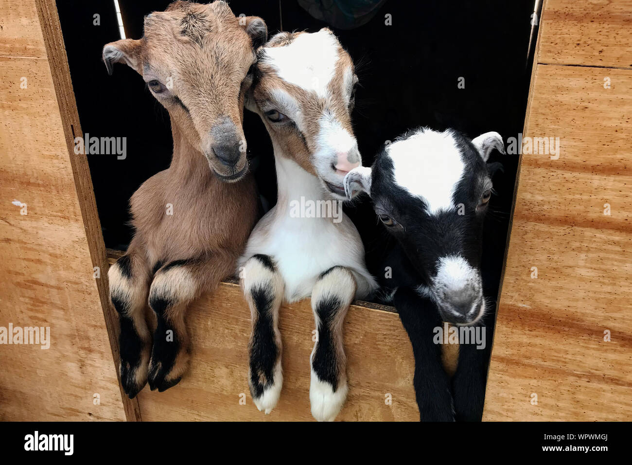 Baby goat kid feeding -Fotos und -Bildmaterial in hoher Auflösung – Alamy