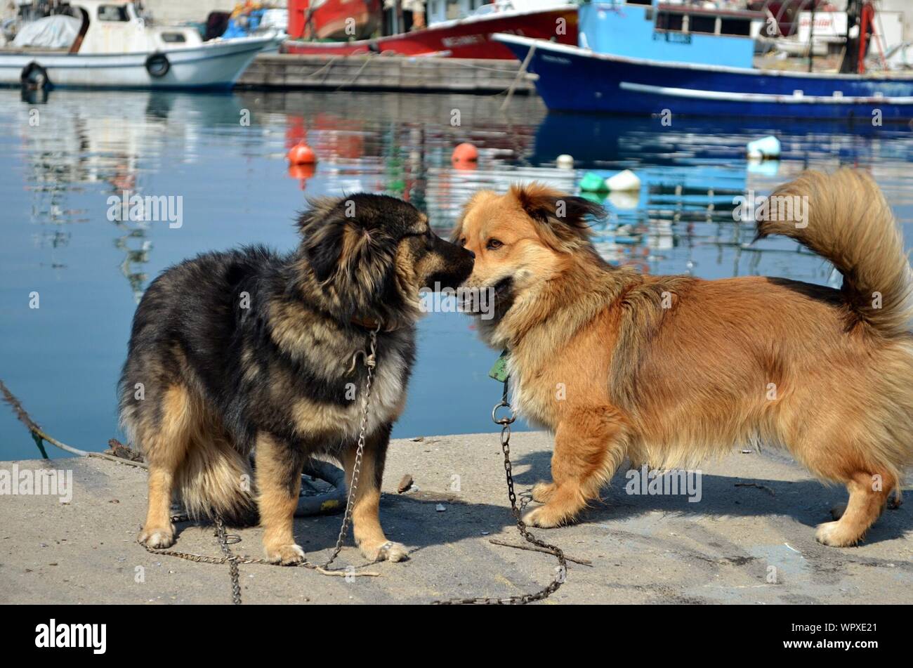 Begattung hund -Fotos und -Bildmaterial in hoher Auflösung – Alamy
