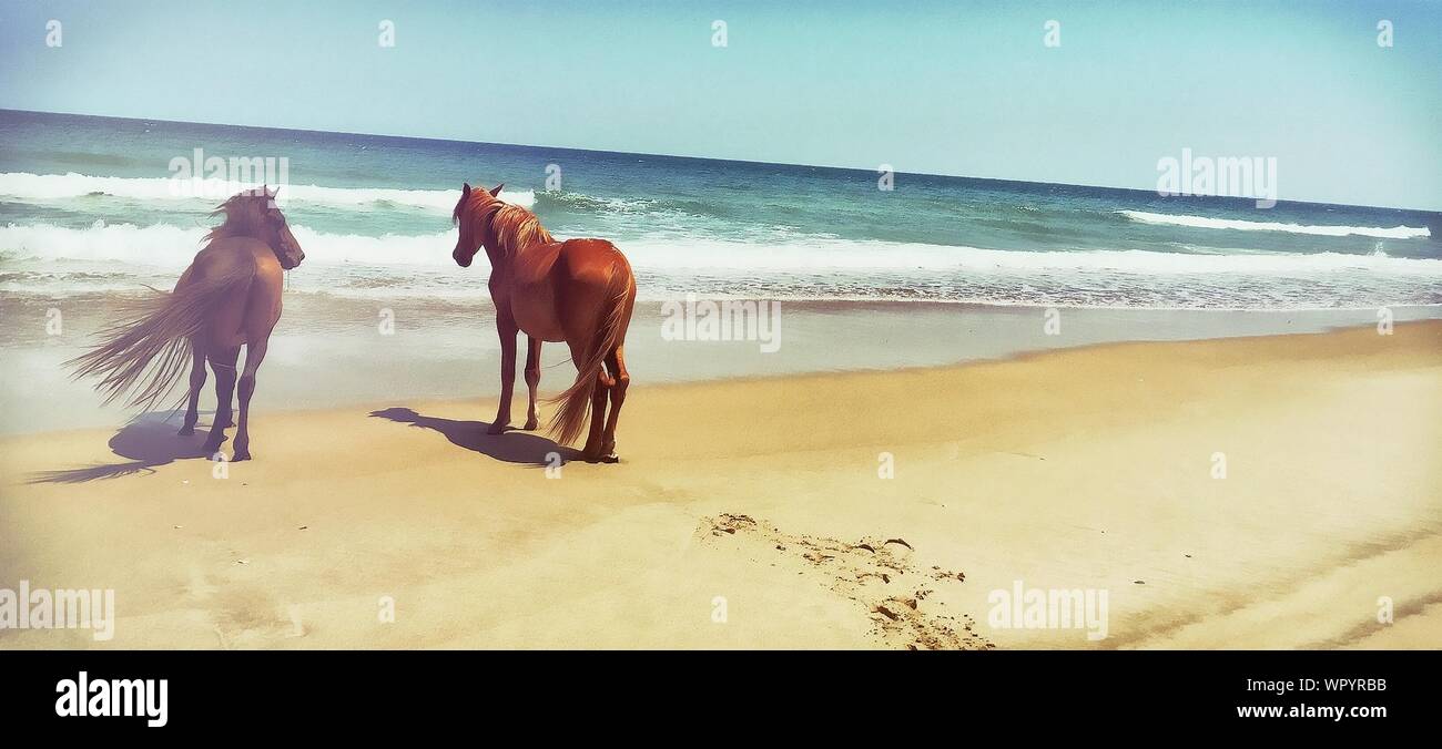 Wilde pferde am strand -Fotos und -Bildmaterial in hoher Auflösung – Alamy