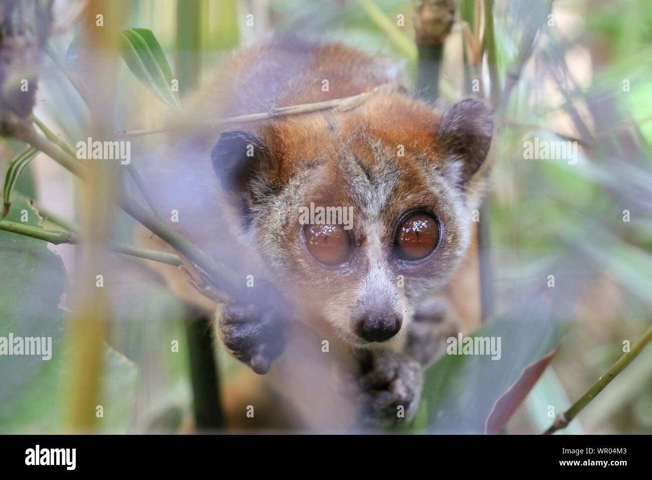 Ritratto di loris lento Stockfotos und -bilder Kaufen - Alamy