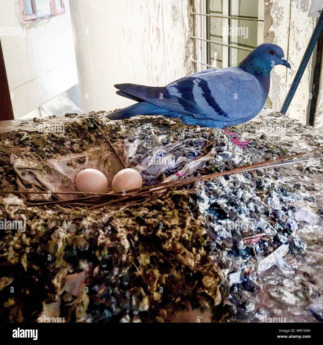 Taubeneier im nest -Fotos und -Bildmaterial in hoher Auflösung – Alamy