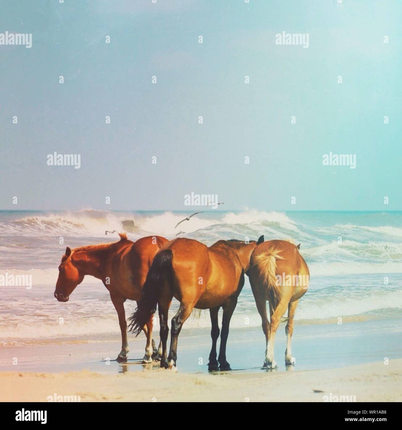 Drei Pferde Am Strand Stockfotos und -bilder Kaufen - Alamy