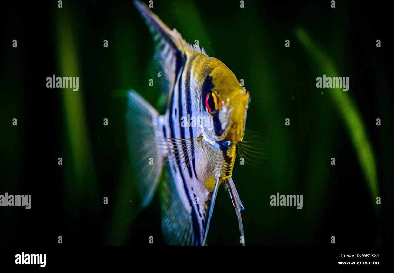 Fisch im wasser -Fotos und -Bildmaterial in hoher Auflösung – Alamy