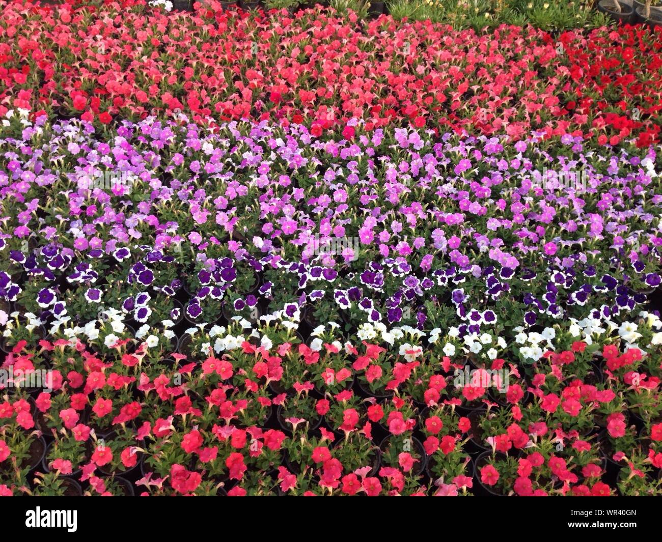 Blumen zur bestellung -Fotos und -Bildmaterial in hoher Auflösung – Alamy