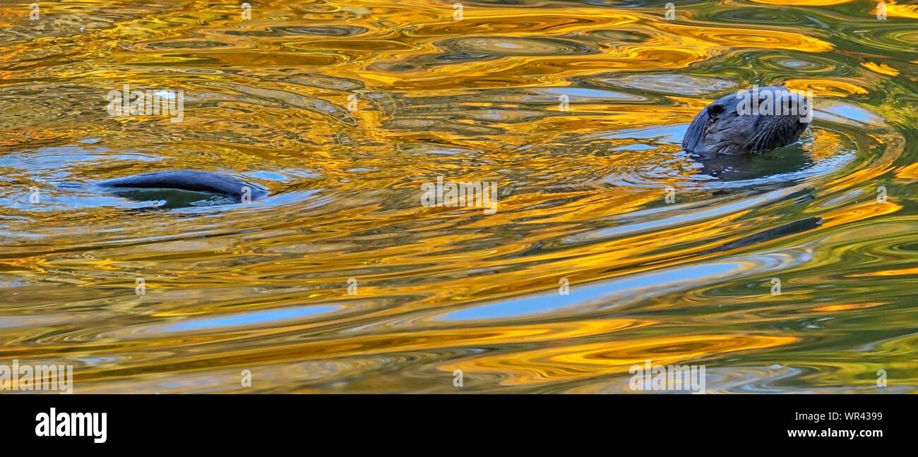 Otter im meer -Fotos und -Bildmaterial in hoher Auflösung – Alamy