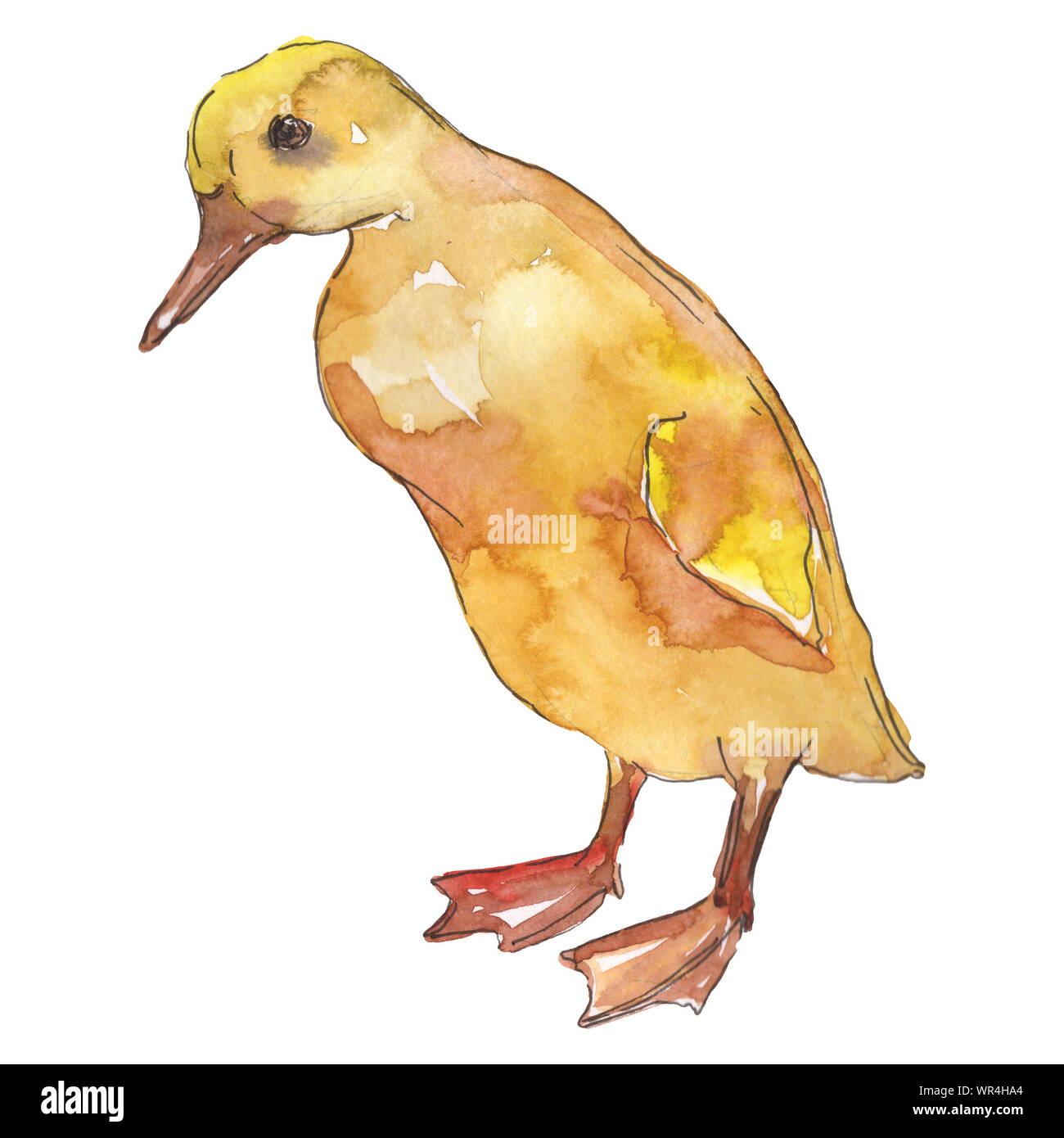 Entlein farm animal isoliert. Aquarell Hintergrund Abbildung. Isolierte ...