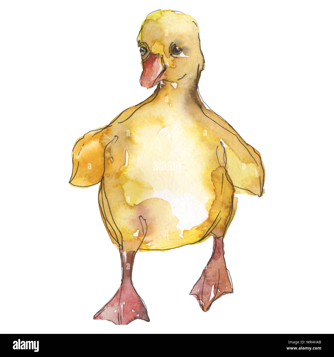 Entlein farm animal isoliert. Aquarell Hintergrund Abbildung. Isolierte ...
