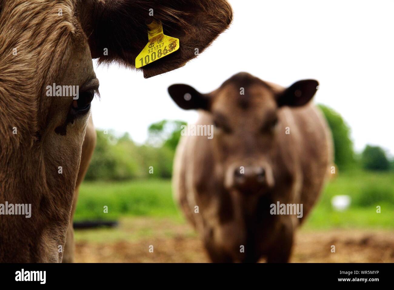 Ohr der kuh -Fotos und -Bildmaterial in hoher Auflösung – Alamy