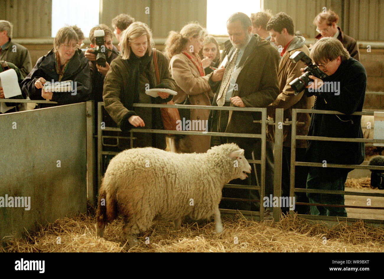 Dolly klon schaf -Fotos und -Bildmaterial in hoher Auflösung – Alamy