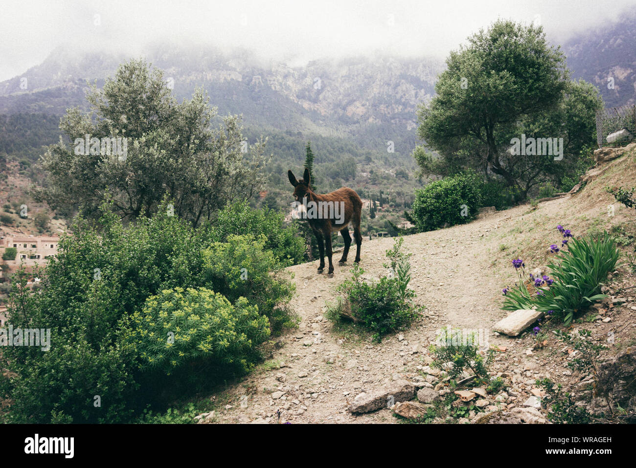 Esel berg -Fotos und -Bildmaterial in hoher Auflösung – Alamy
