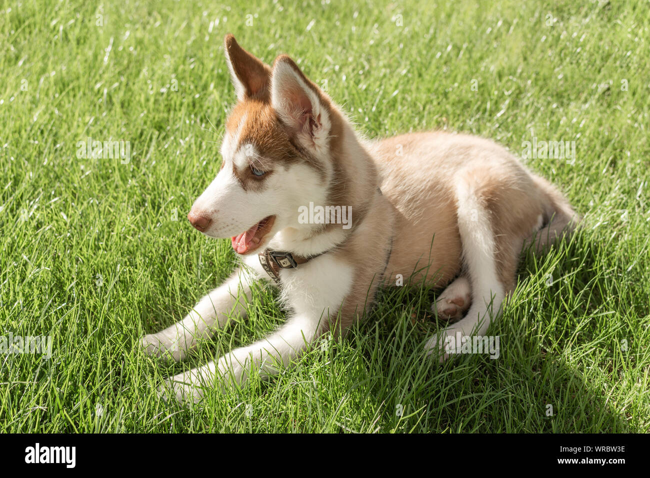Brauner Husky Stockfotos und -bilder Kaufen - Alamy