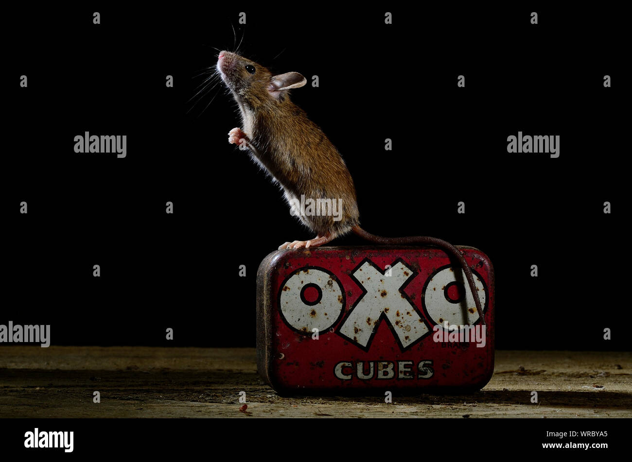 Common house mouse -Fotos und -Bildmaterial in hoher Auflösung – Alamy