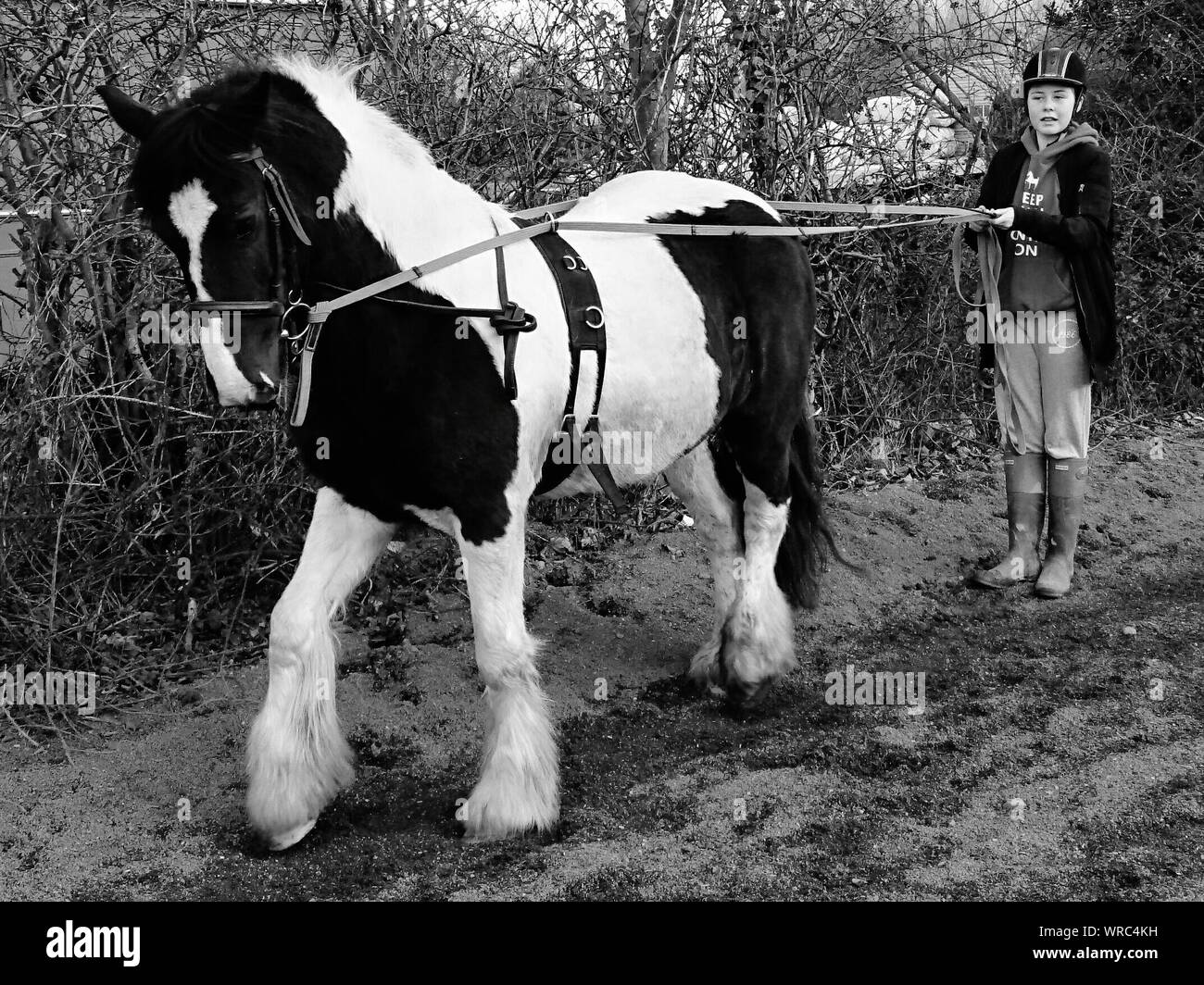 Gummi pferd -Fotos und -Bildmaterial in hoher Auflösung – Alamy