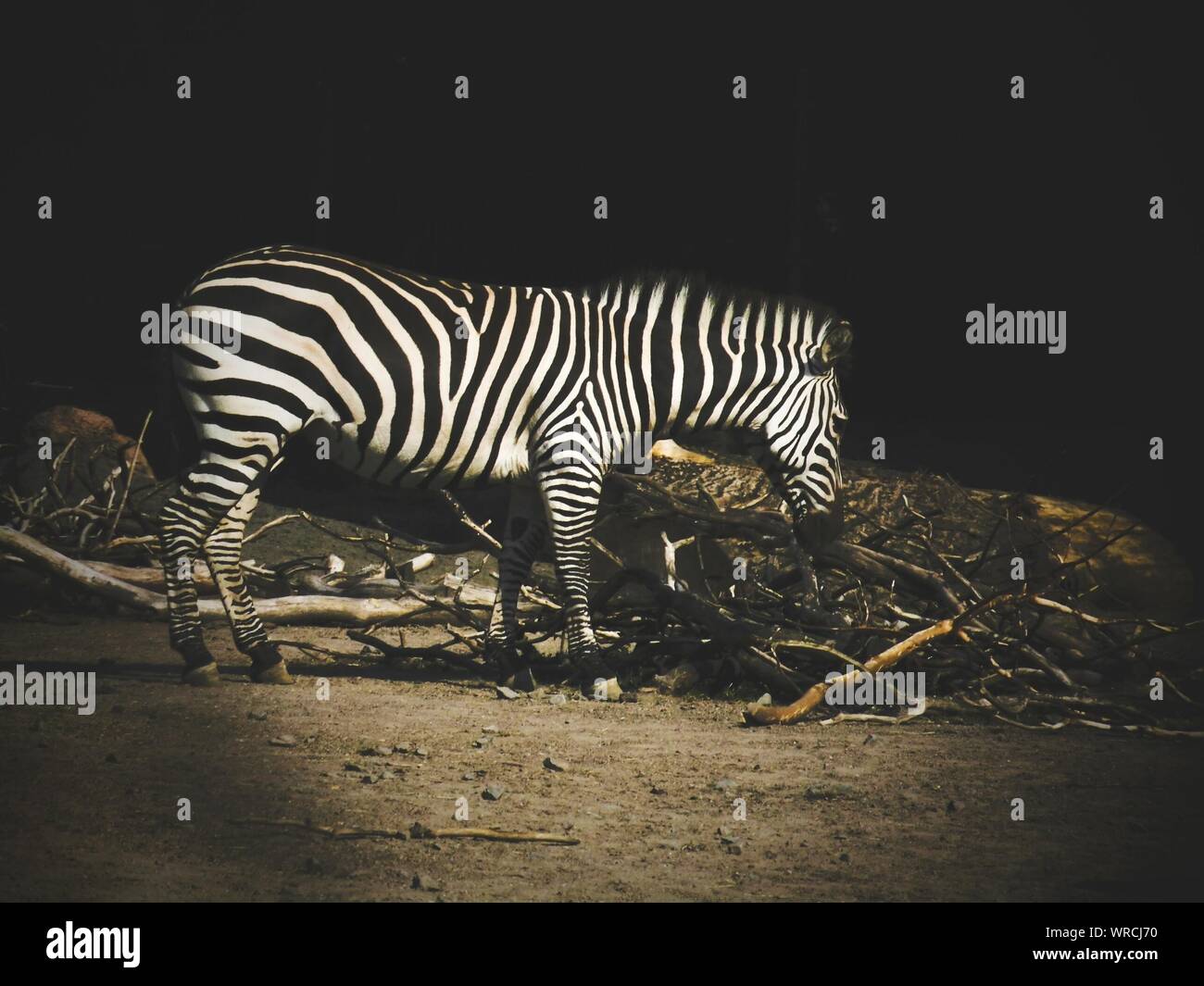 Dead zebra -Fotos und -Bildmaterial in hoher Auflösung – Alamy