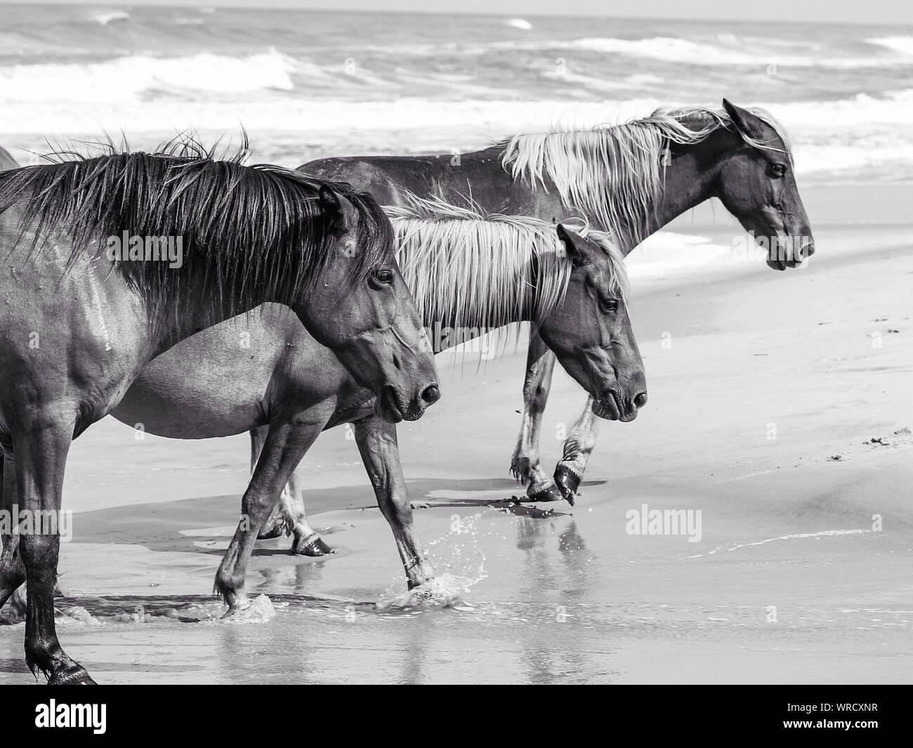 Pferde strand -Fotos und -Bildmaterial in hoher Auflösung – Alamy