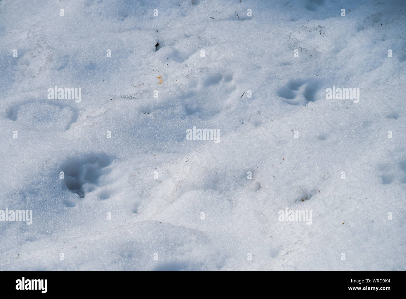 Luchs fuß -Fotos und -Bildmaterial in hoher Auflösung – Alamy