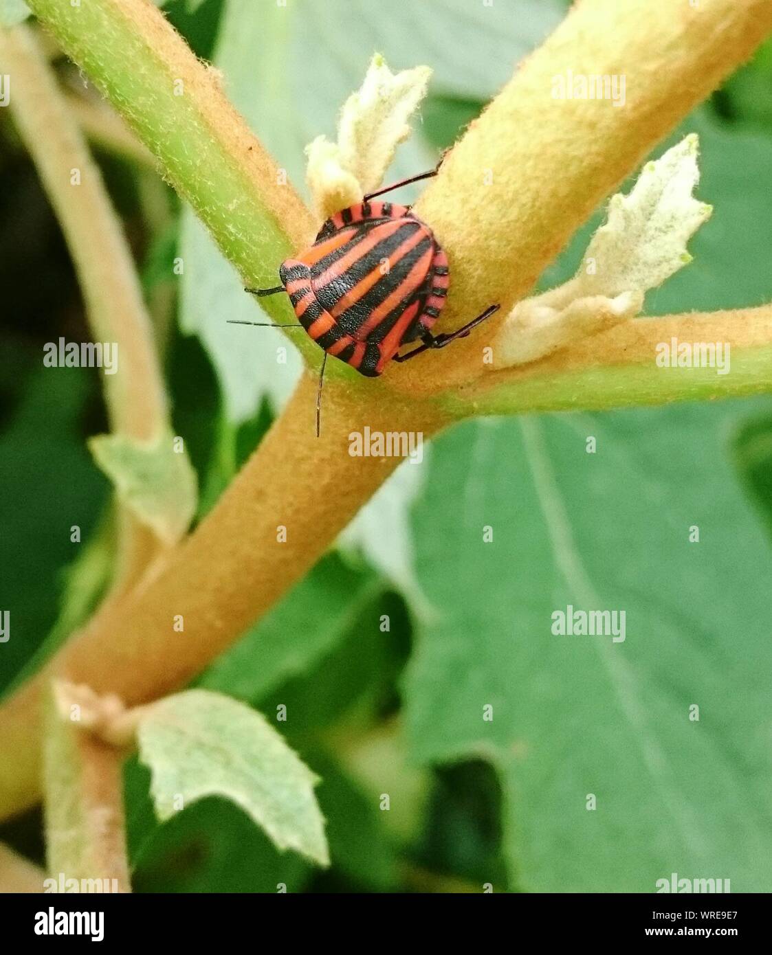 Rote wanze -Fotos und -Bildmaterial in hoher Auflösung – Alamy