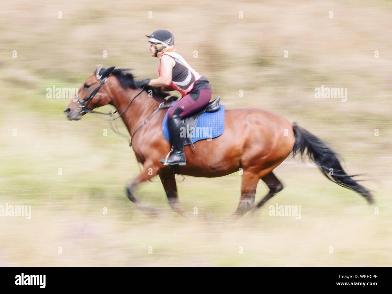 Reiter galoppieren im galopp -Fotos und -Bildmaterial in hoher Auflösung - Seite 2 - Alamy