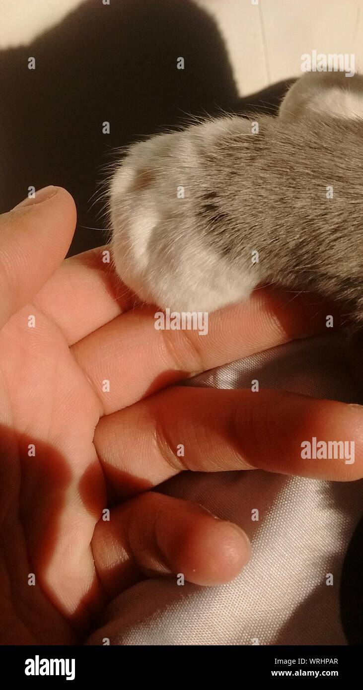 Hand zu pfote -Fotos und -Bildmaterial in hoher Auflösung – Alamy