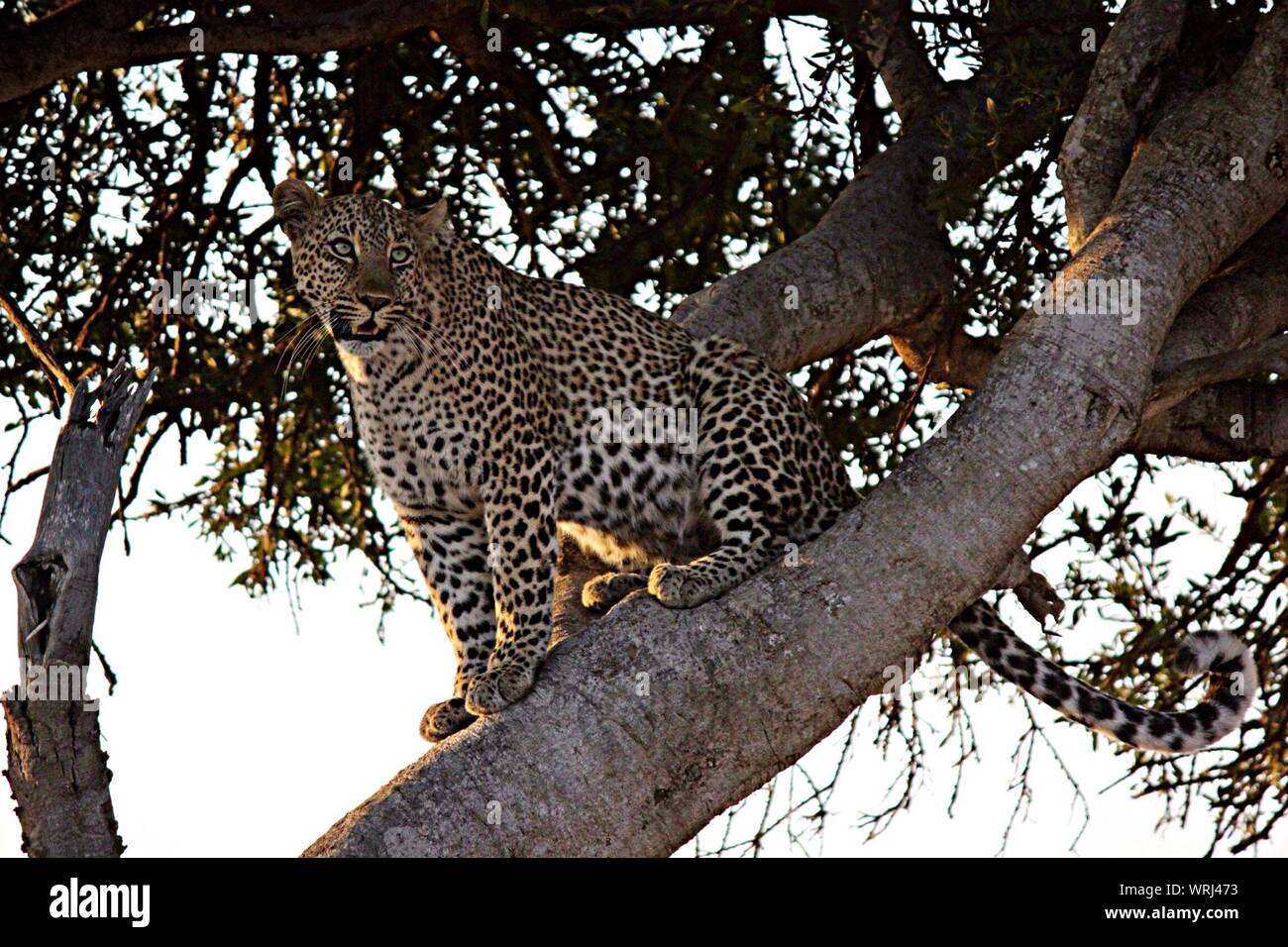 Leopard im baum sitzen -Fotos und -Bildmaterial in hoher Auflösung – Alamy
