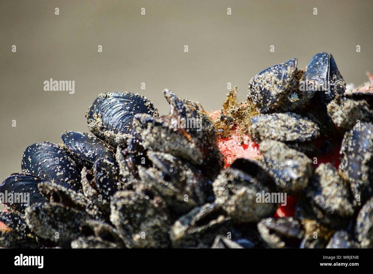 Großes meerestier -Fotos und -Bildmaterial in hoher Auflösung – Alamy