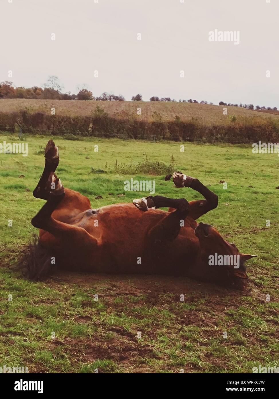 Horse rolling -Fotos und -Bildmaterial in hoher Auflösung – Alamy