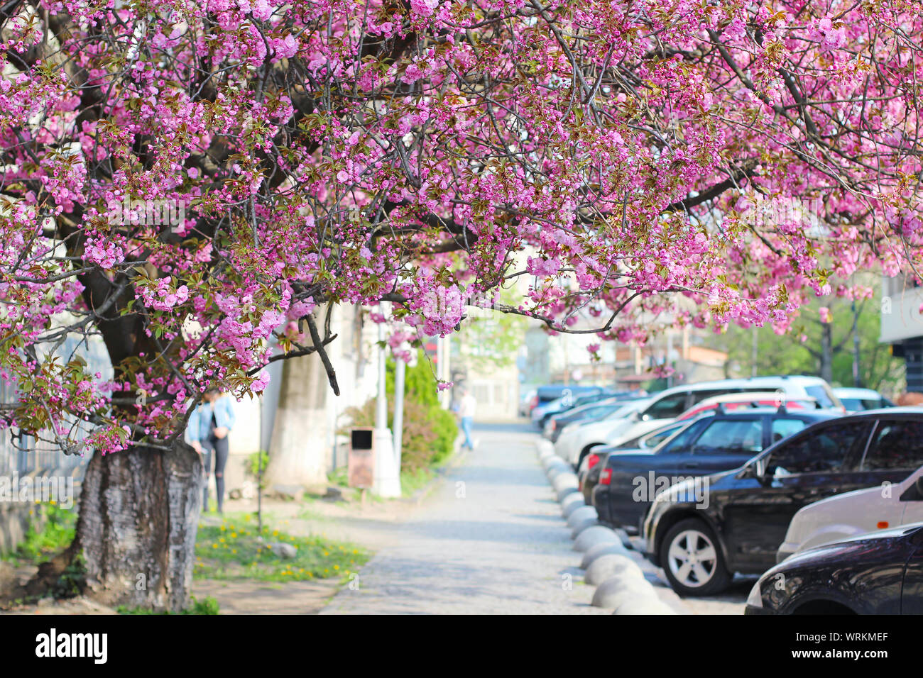 Beauty Sakura Tree In City Stockfotos und -bilder Kaufen - Alamy