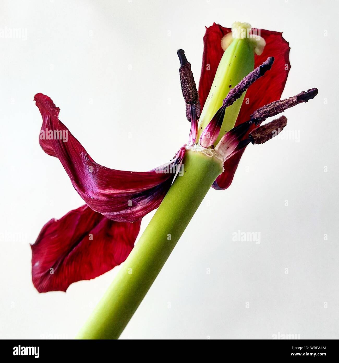 Verwelkte Tulpe Stockfotos und -bilder Kaufen - Alamy