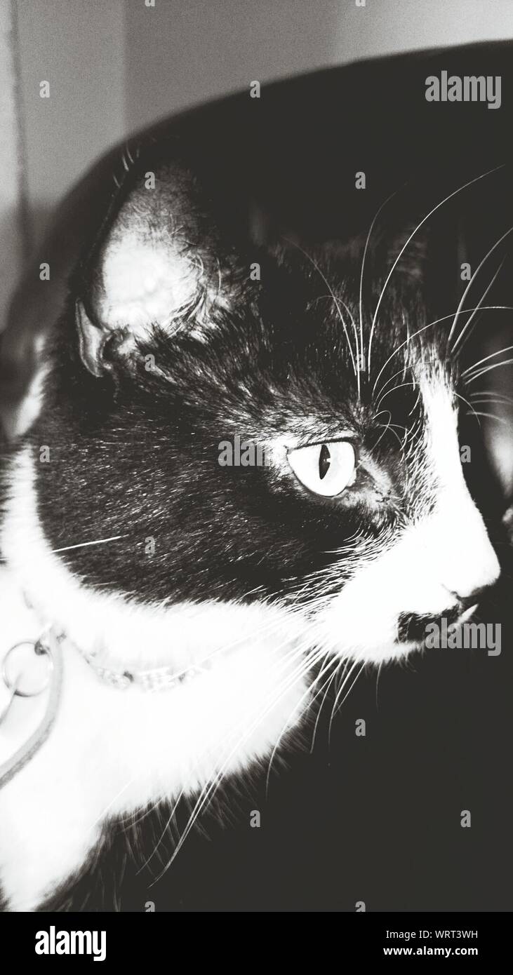 Profil von katze -Fotos und -Bildmaterial in hoher Auflösung – Alamy