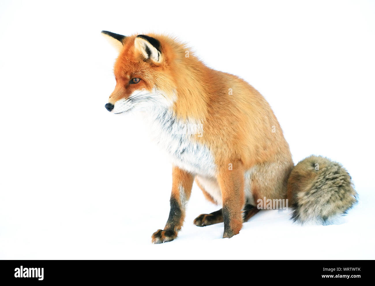 Roter fuchs seitenansicht Ausgeschnittene Stockfotos und -bilder - Alamy