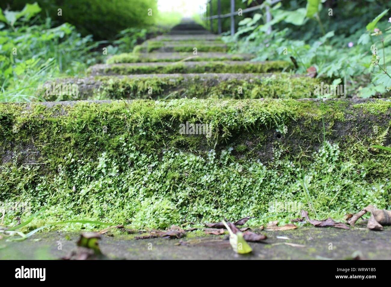 Moos auf treppen -Fotos und -Bildmaterial in hoher Auflösung – Alamy