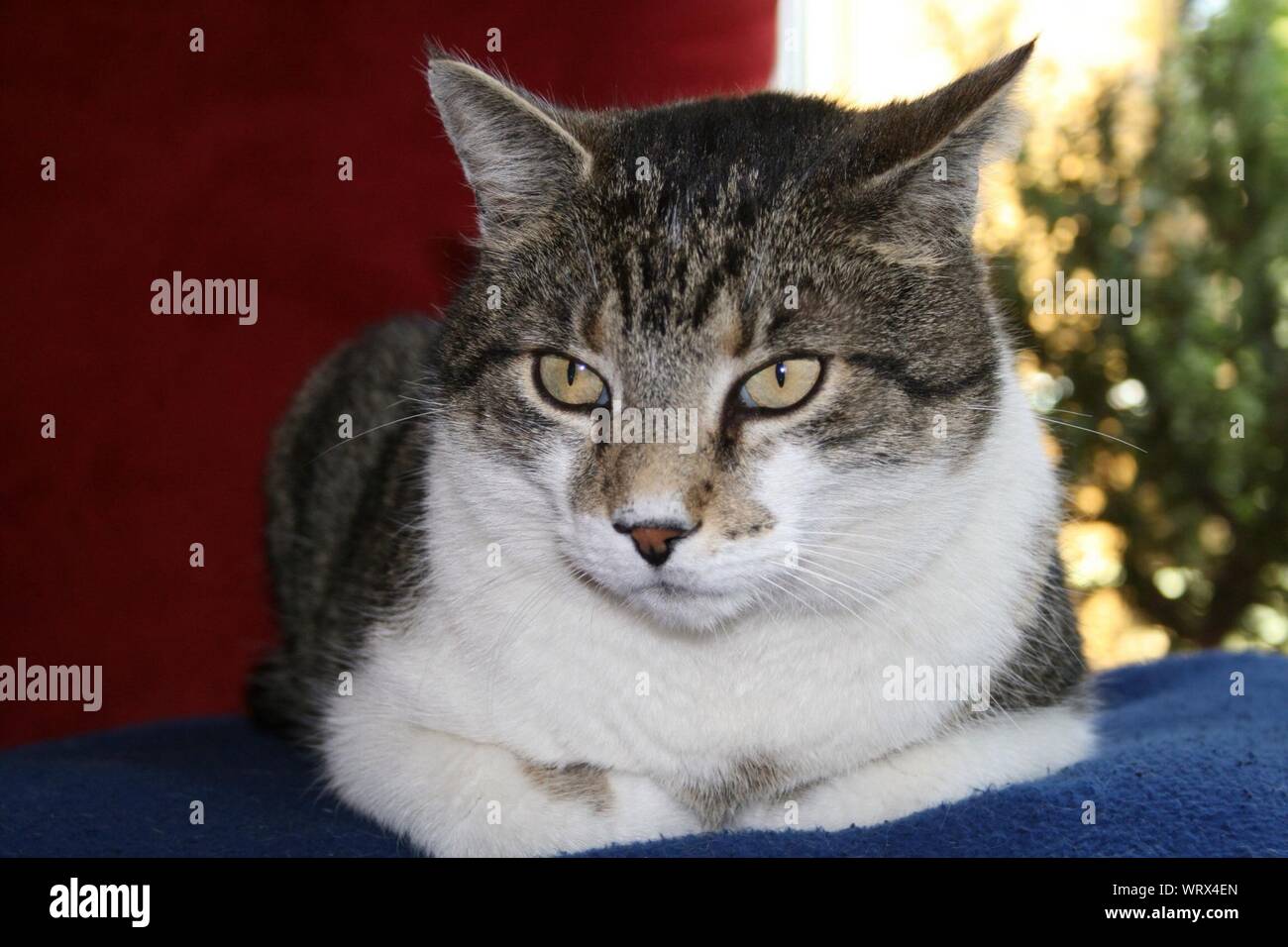 Liegende katze -Fotos und -Bildmaterial in hoher Auflösung – Alamy