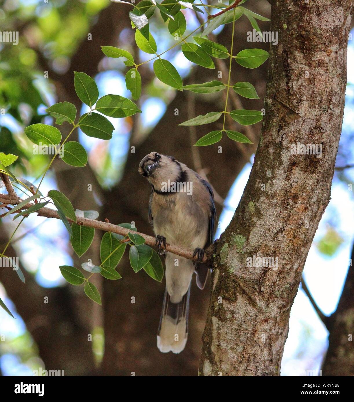 Vogel sitzt auf einem baum -Fotos und -Bildmaterial in hoher Auflösung ...