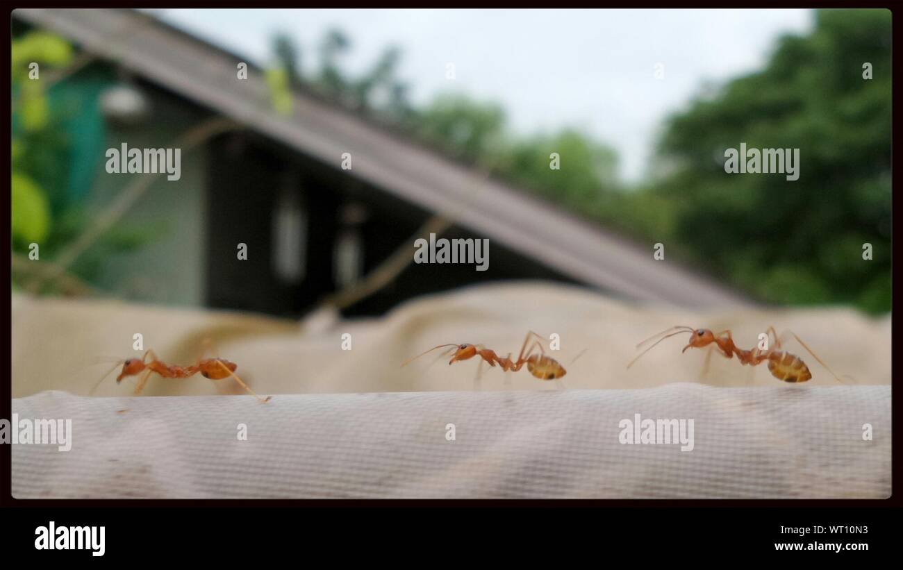 Three ants -Fotos und -Bildmaterial in hoher Auflösung – Alamy