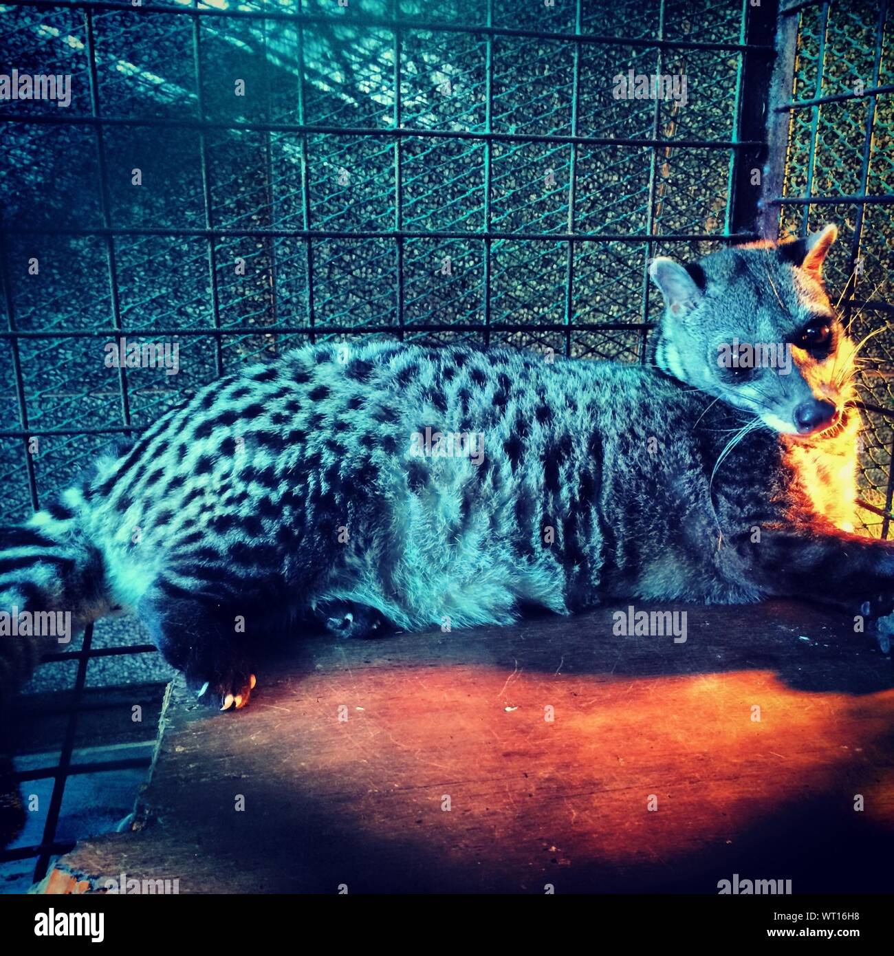Civet Cat Stockfotos und -bilder Kaufen - Alamy
