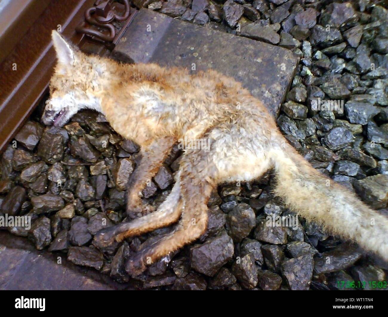 Dead fox -Fotos und -Bildmaterial in hoher Auflösung – Alamy