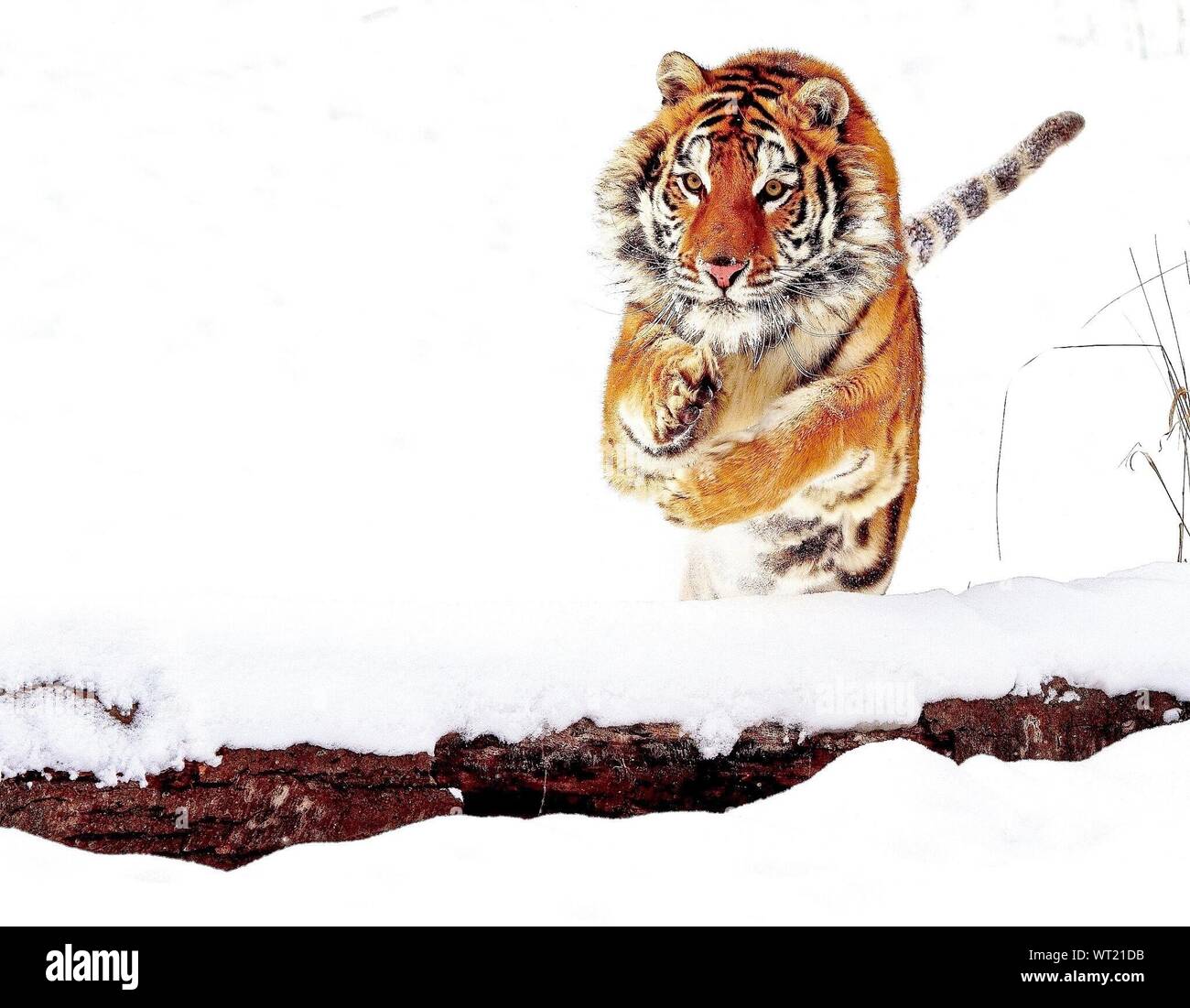 Jumping Tiger Stockfotos und -bilder Kaufen - Alamy