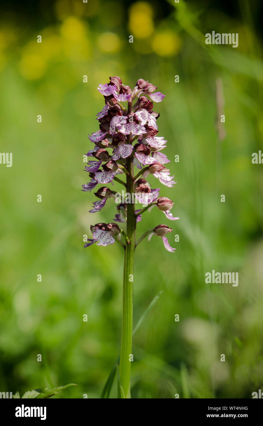 Wilde orchidee -Fotos und -Bildmaterial in hoher Auflösung – Alamy