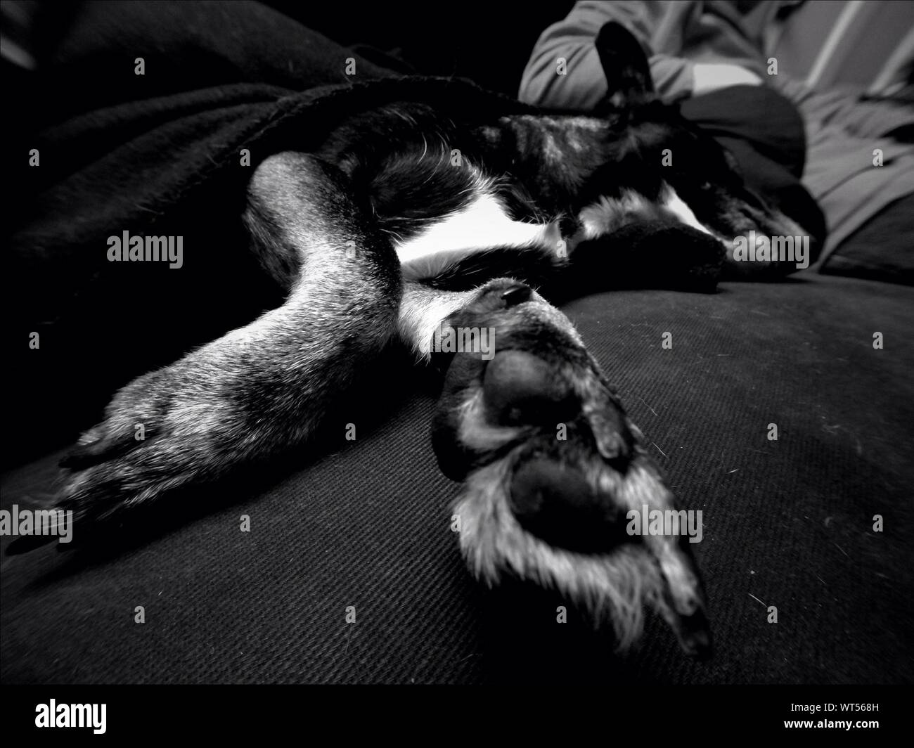 Hund pfote detail -Fotos und -Bildmaterial in hoher Auflösung – Alamy