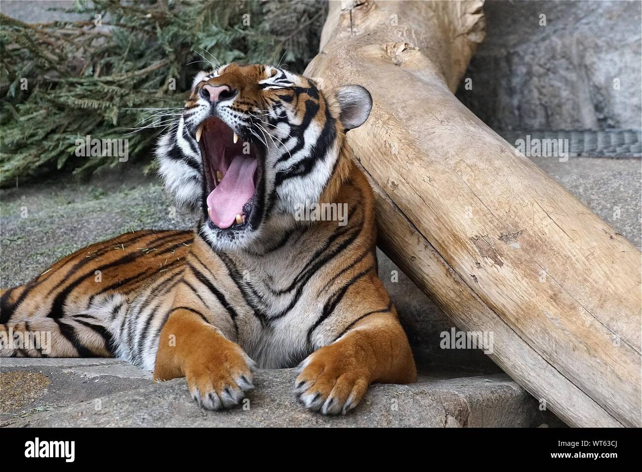 Tiger In Berlin Zoo Stockfotos und -bilder Kaufen - Alamy