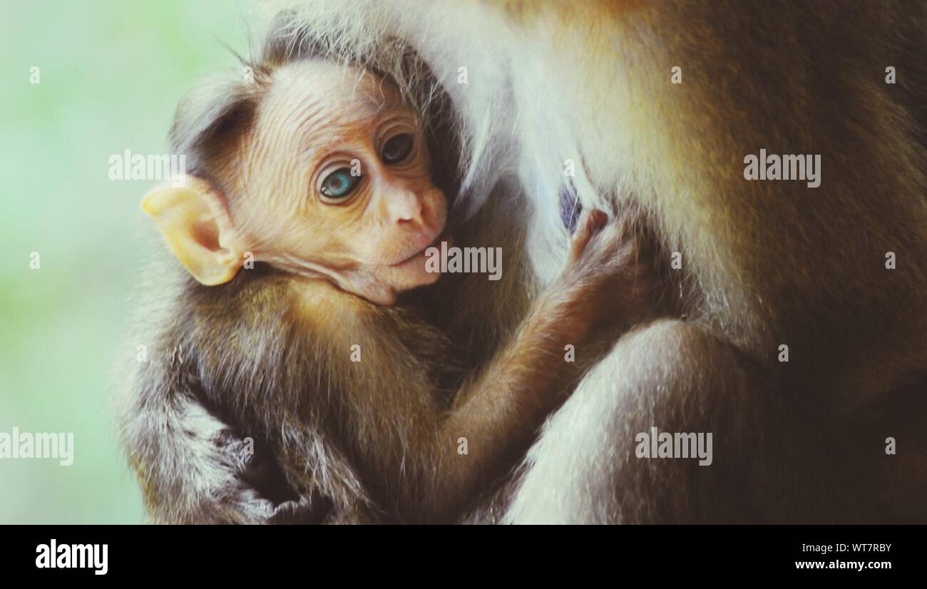 Baby affe und mutter -Fotos und -Bildmaterial in hoher Auflösung – Alamy