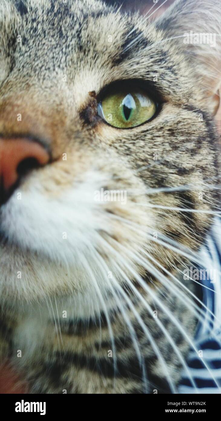 Katzenaugen kamera -Fotos und -Bildmaterial in hoher Auflösung – Alamy