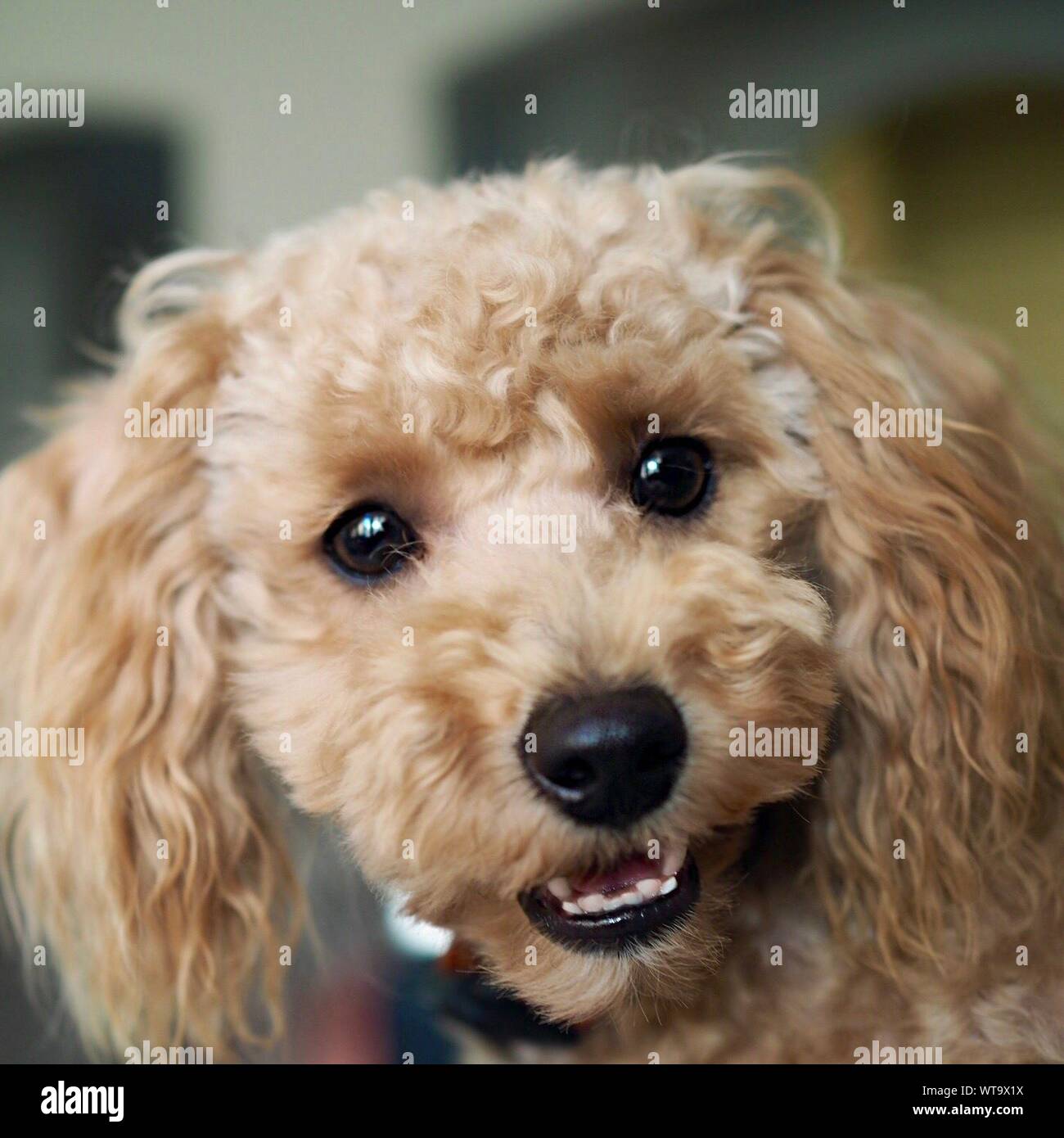 Brown Poodle Stockfotos und -bilder Kaufen - Alamy